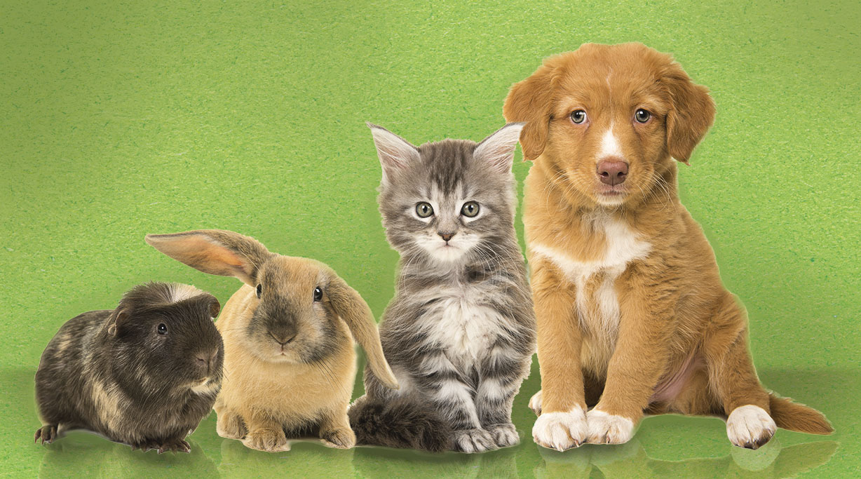 Das Haustier als Lehrmeister - Lust aufs Land